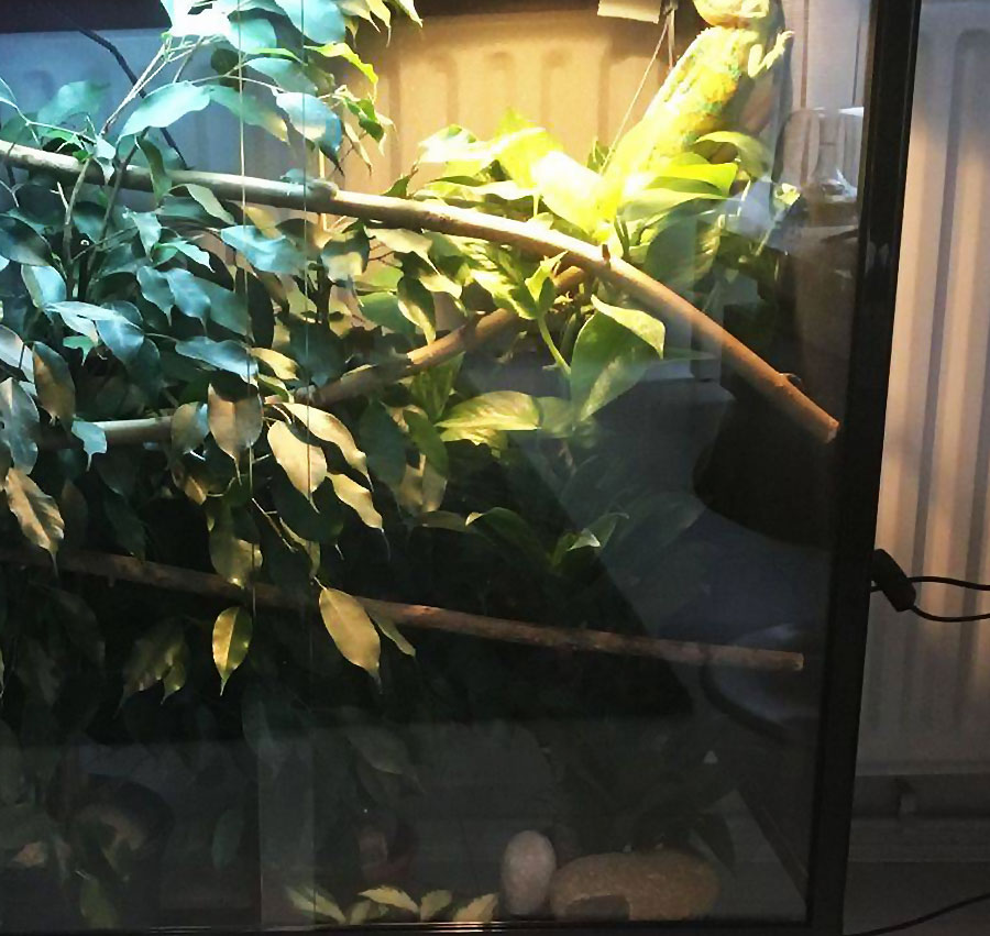 Reptile Boarding – Heno.cl