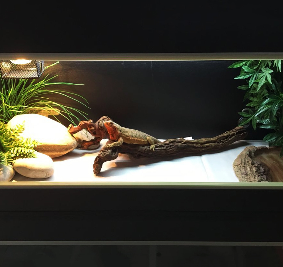 Reptile Boarding – Heno.cl